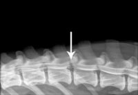 Herniated disk in dogs | Dr. Currenti veterinary orthopedics in Sicily