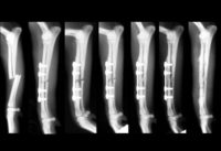 Fractures in dogs and cats | Dr. Currenti veterinary orthopedics in Sicily