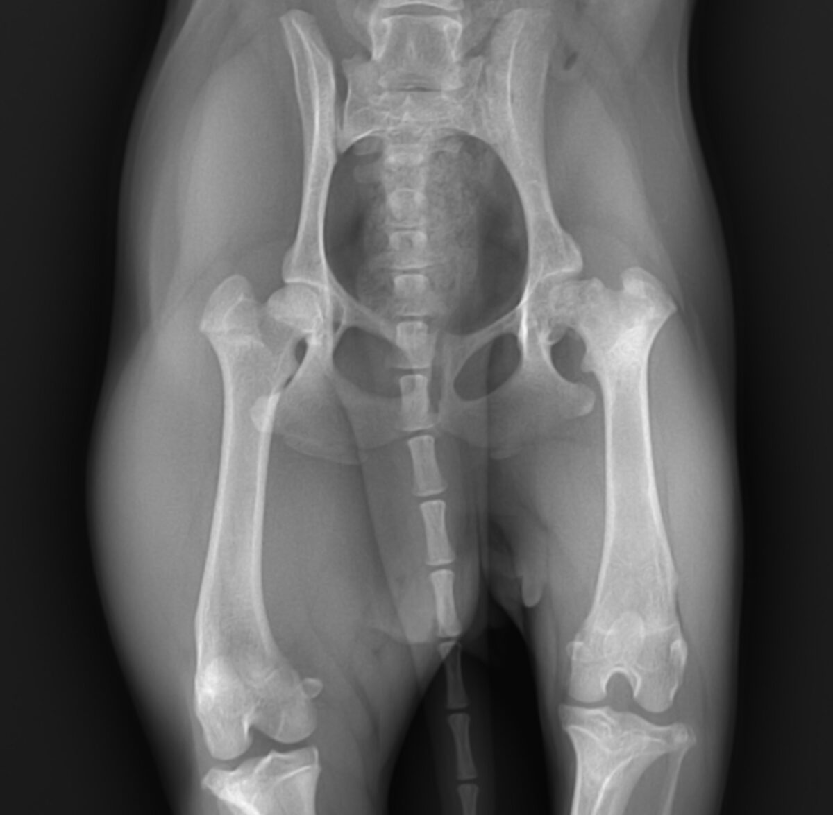 Necrosi asettica testa femore cane | Dr. Currenti Ortopedico Veterinario