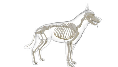 Scheletro del cane | Dr. Currenti Ortopedia Veterinaria Sicilia