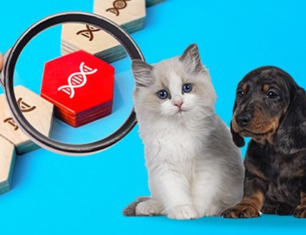 Scheletro del cane | Dr. Currenti Ortopedia Veterinaria Sicilia