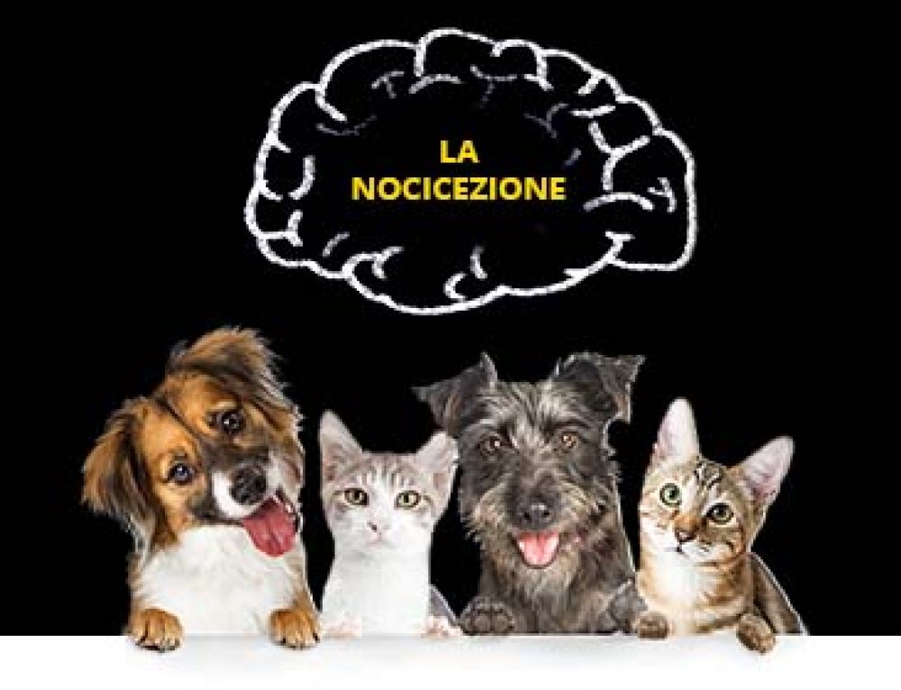 Scheletro del cane | Dr. Currenti Ortopedia Veterinaria Sicilia