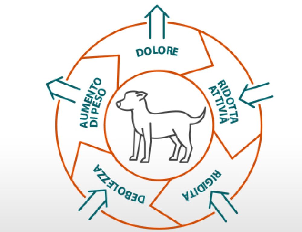 Scheletro del cane | Dr. Currenti Ortopedia Veterinaria Sicilia
