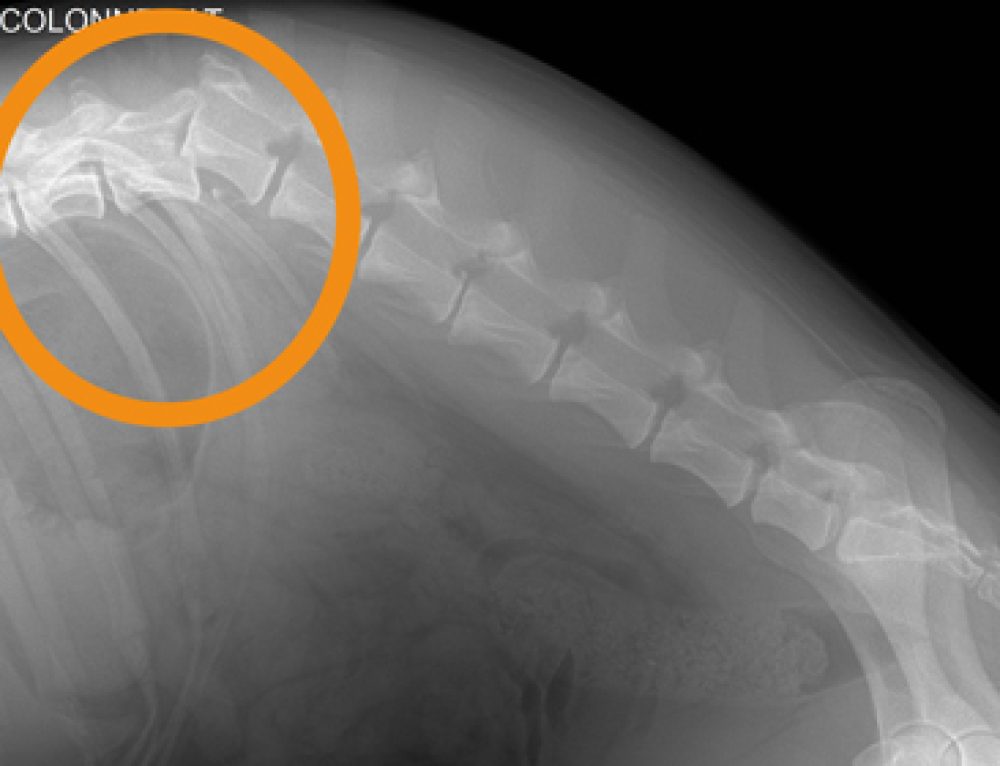 Scheletro del cane | Dr. Currenti Ortopedia Veterinaria Sicilia