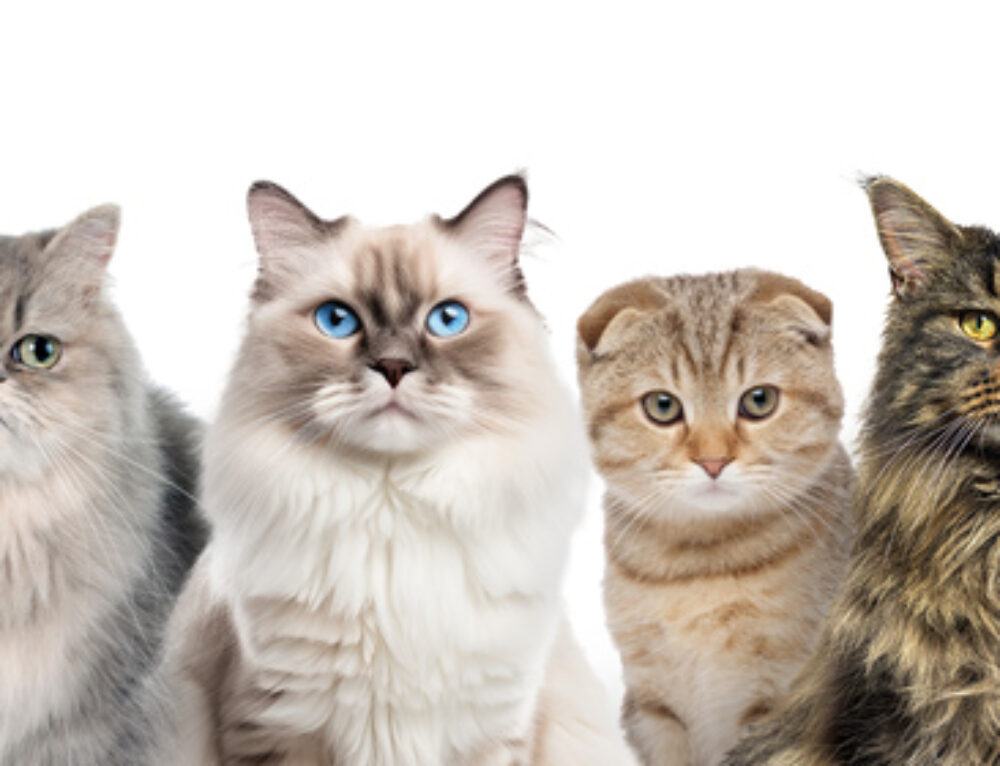 Scheletro del cane | Dr. Currenti Ortopedia Veterinaria Sicilia