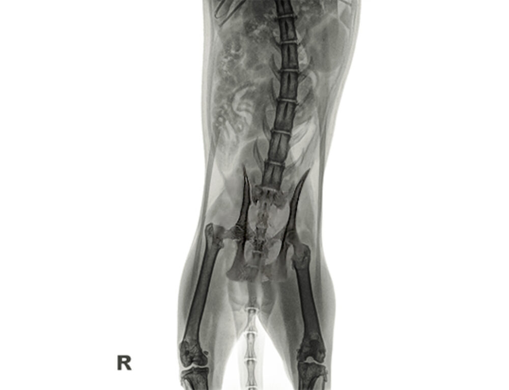 Scheletro del cane | Dr. Currenti Ortopedia Veterinaria Sicilia